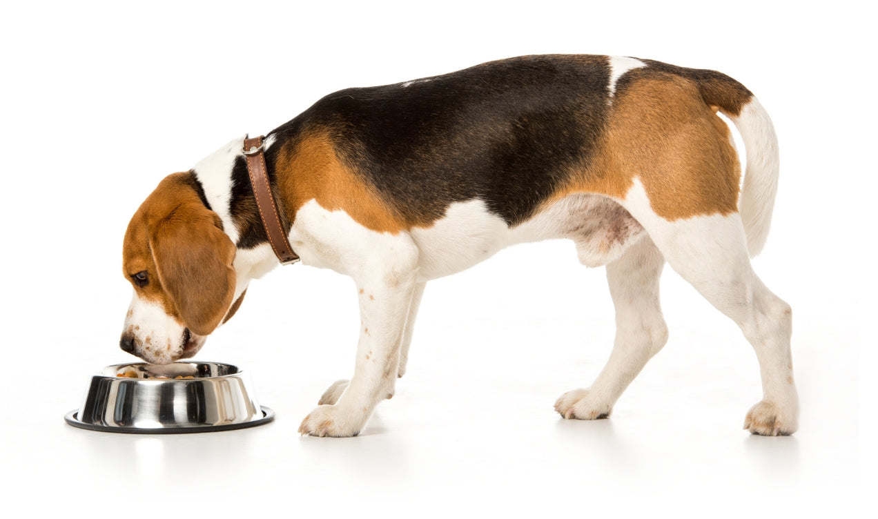 Why Picky Dogs Finally Eat: The Slow-Roasted Secret Behind Empty Bowls ...